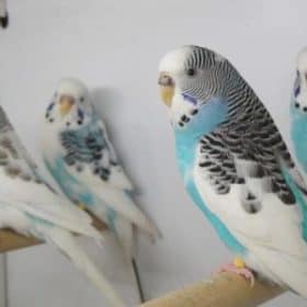 A Checklist For Starting Pet Bird Owners | Coops And Cages