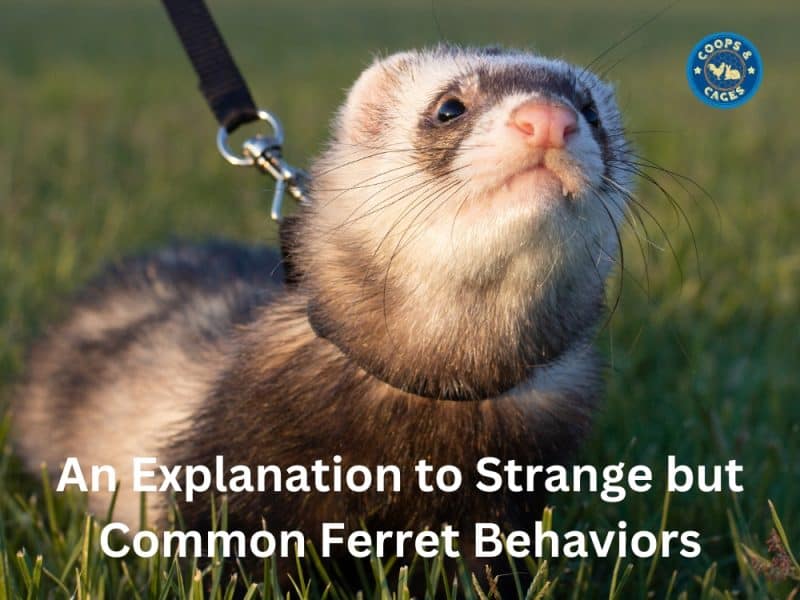 An Explanation To Strange But Common Ferret Behaviours
