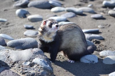 An Explanation To Strange But Common Ferret Behaviours