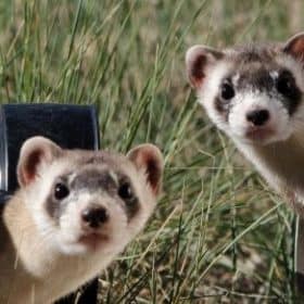 An Explanation To Strange But Common Ferret Behaviours