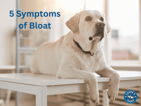 5 Symptoms Of Bloat You Should Know To Save Your Dog’s Life