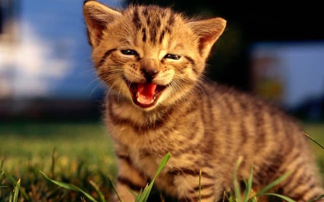 5 Signs That Your Pet Cat Is Happy | Coops And Cages