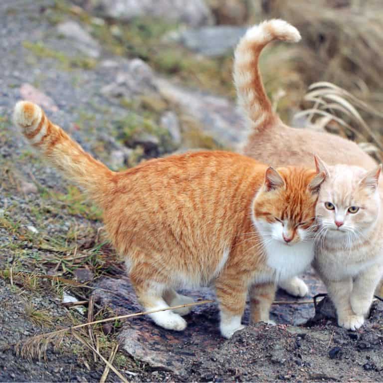 5 Signs That Your Pet Cat Is Happy | Coops And Cages