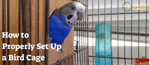 How To Properly Set Up A Bird Cage | Coops And Cages