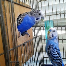 How To Properly Set Up A Bird Cage | Coops And Cages