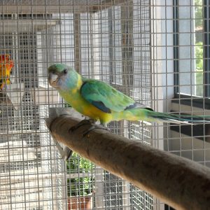 How To Properly Set Up A Bird Cage | Coops And Cages