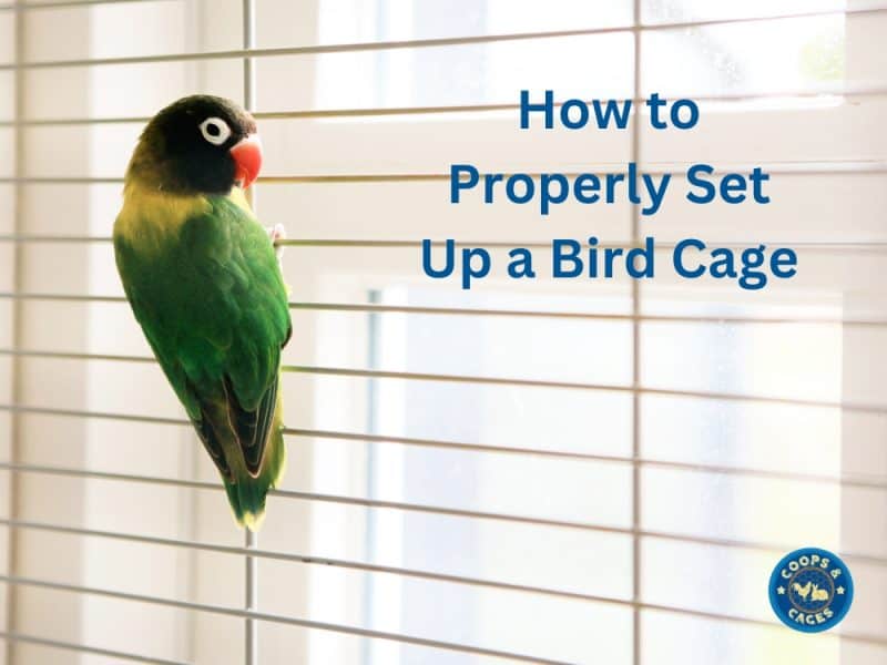 How To Properly Set Up A Bird Cage | Coops And Cages