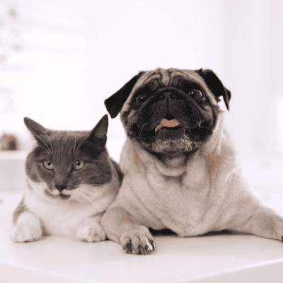 The Best Dog Breeds To Raise If You Have Pet Cats | Coops And Cages