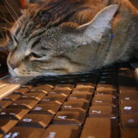 How To Keep Pet Cats Off The Keyboard & Workspace | Coops And Cages