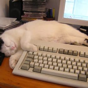 How To Keep Pet Cats Off The Keyboard & Workspace | Coops And Cages