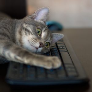 How To Keep Pet Cats Off The Keyboard & Workspace | Coops And Cages