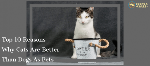 Top 10 Reasons Why Cats Are Better Than Dogs | Coops And Cages