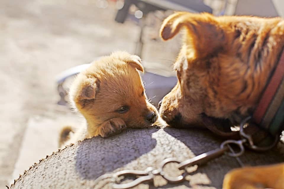 How To Live In Peace In A Multi-Species Household | Coops And Cages