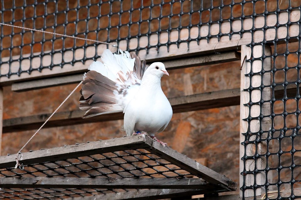 Basic Things To Know About Your New Pet Dove | Coops And Cages