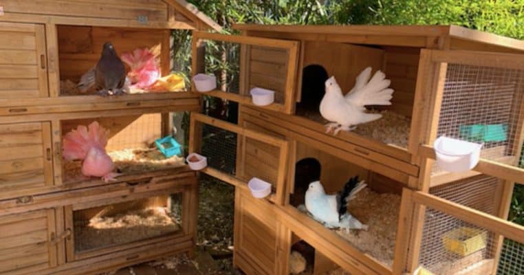 Basic Things To Know About Your New Pet Dove | Coops And Cages