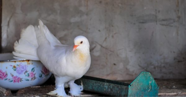 Basic Things To Know About Your New Pet Dove | Coops And Cages