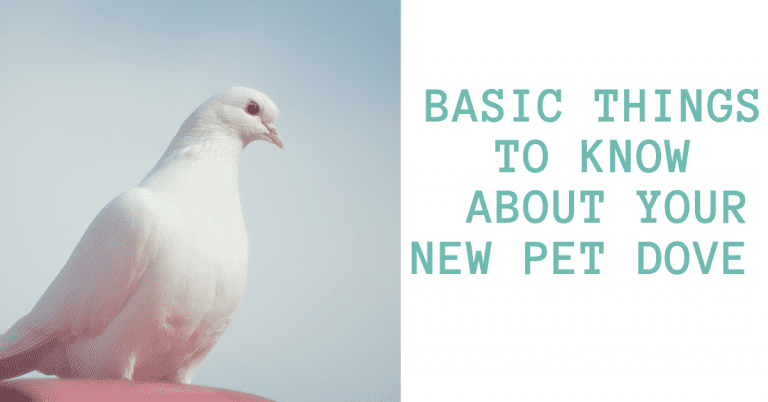 Basic Things To Know About Your New Pet Dove | Coops And Cages