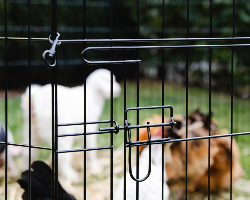 Coops And Cages Large Arena Chicken Coop