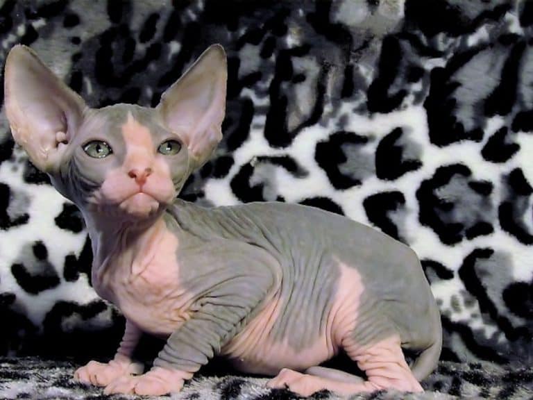 9 Most Popular Hairless Cat Breeds - Coops And Cages Australia