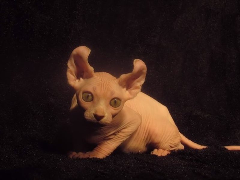 9 Most Popular Hairless Cat Breeds - Coops And Cages Australia