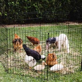 Coops And Cages Large Arena Chicken Coop