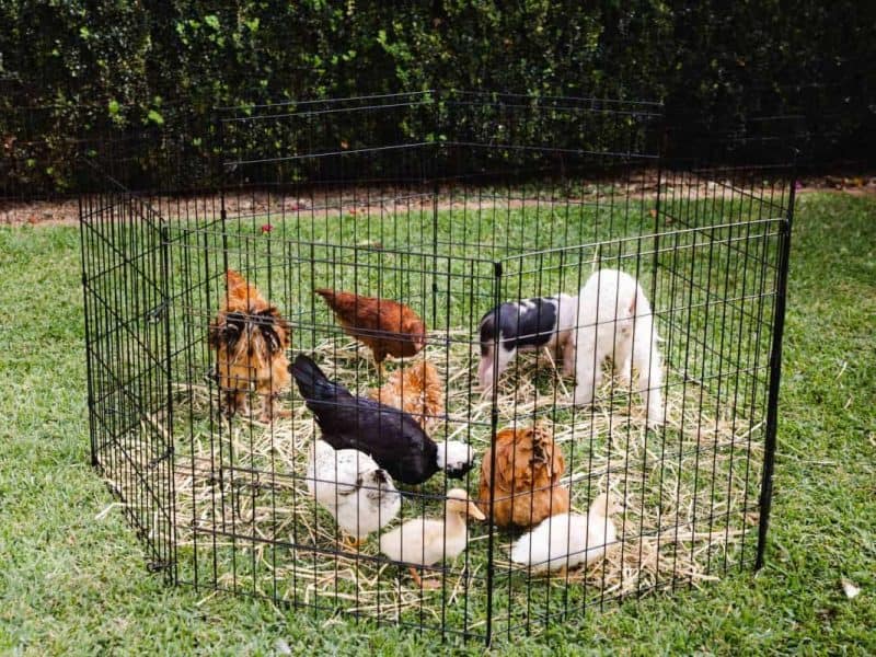 Coops And Cages Large Arena Chicken Coop