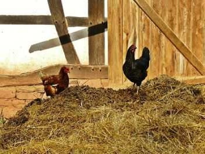 Chicken Enclosures For Sale In Australia - Coops And Cages