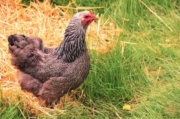 20 Most Popular Heritage Chicken Breeds | Coops And Cages