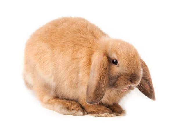 Rabbit Breeds That Will Always Stay Small | Coops & Cages