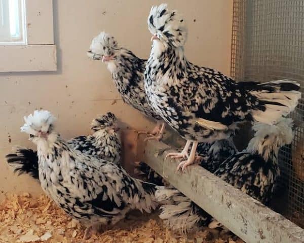20 Most Popular Heritage Chicken Breeds | Coops And Cages
