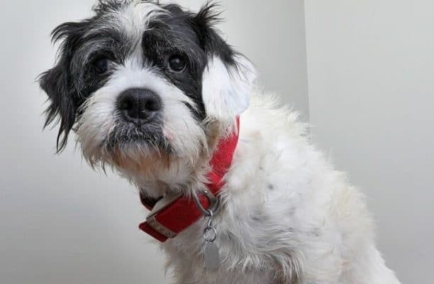 The Ultimate Oodle Dog Breed Information Guide