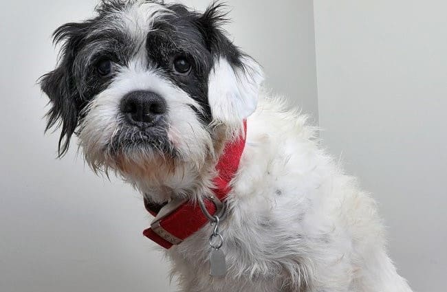 The Ultimate Oodle Dog Breed Information Guide