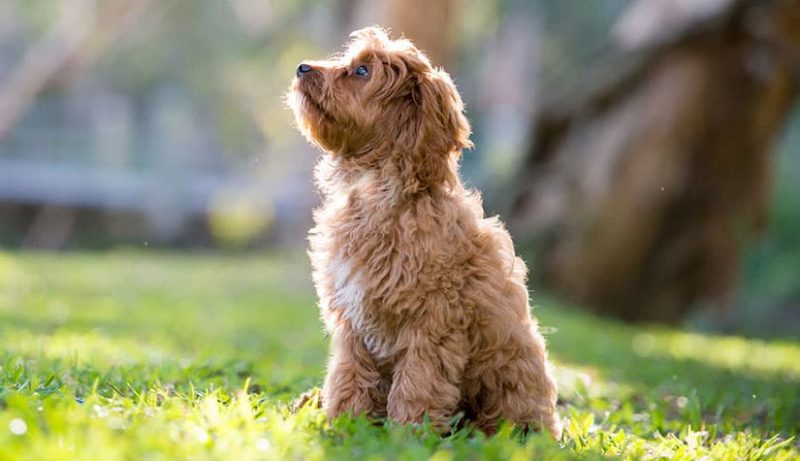 Cavoodle - Everything You Need To Know About This Super Friendly Dog