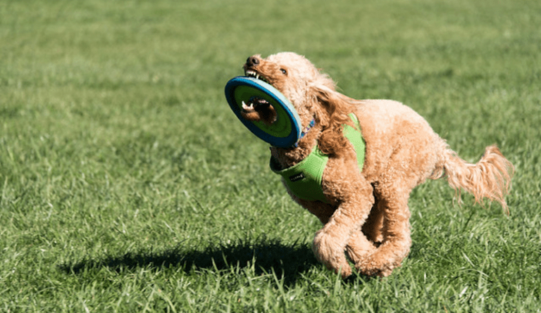 Groodle - Everything You Need To Know About This Adorable Dog Breed