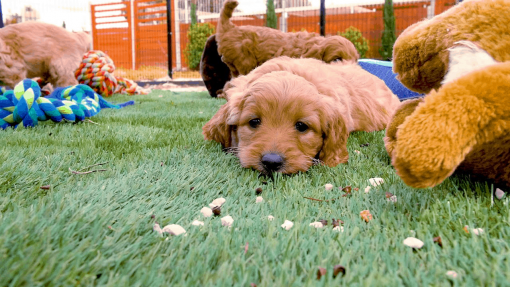 Groodle - Everything You Need To Know About This Adorable Dog Breed