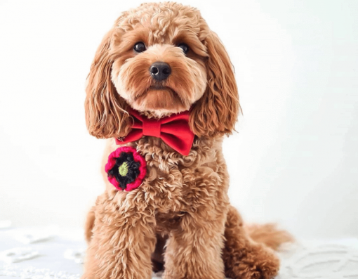 Spoodles Are The Most Beautiful Dogs In The World! (and We Have Proof)