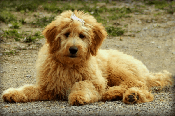 Groodle - Everything You Need To Know About This Adorable Dog Breed