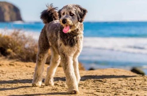 The Ultimate Oodle Dog Breed Information Guide