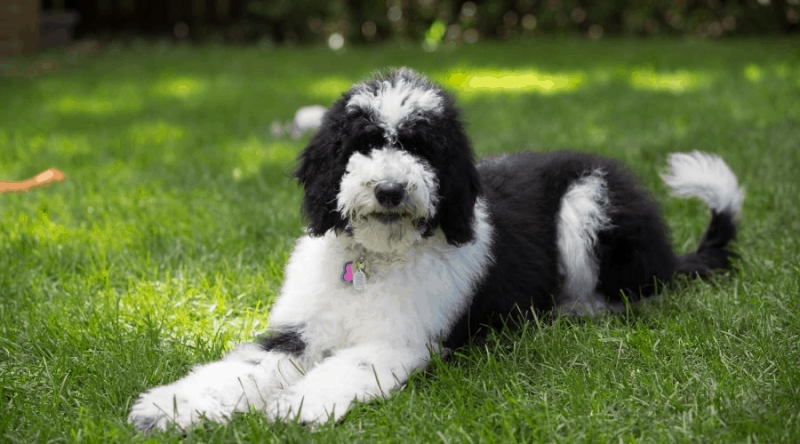 Bordoodle Dogs - A Coops & Cages Guide To The Luxury Dog Breed