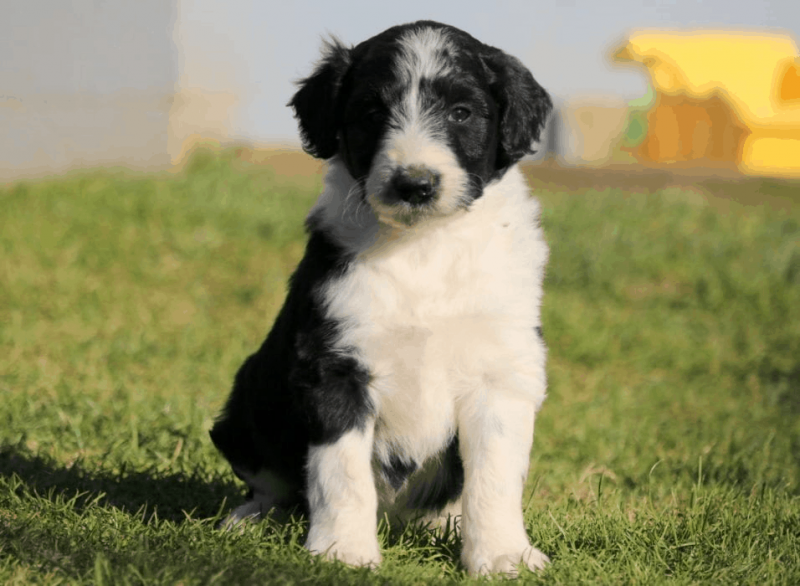 Bordoodle Dogs - A Coops & Cages Guide To The Luxury Dog Breed