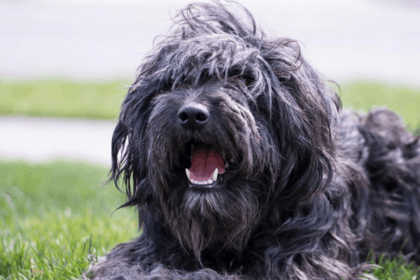 Bordoodle Dogs - A Coops & Cages Guide To The Luxury Dog Breed