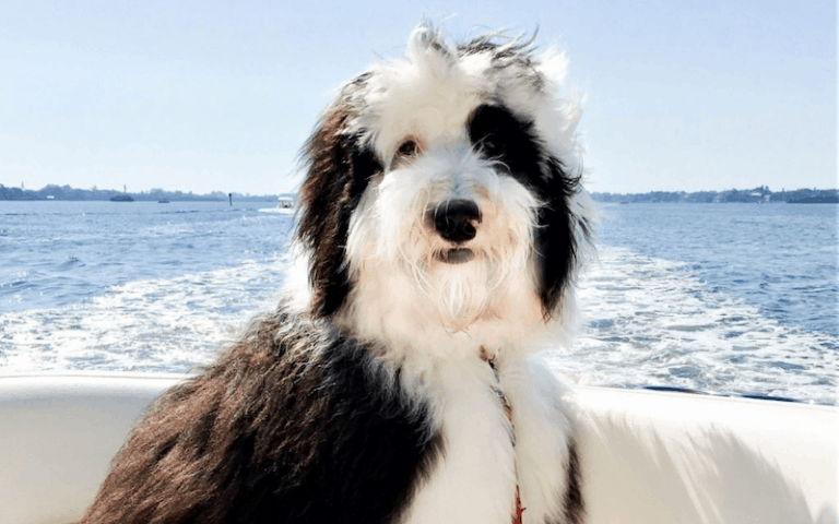 The Ultimate Oodle Dog Breed Information Guide