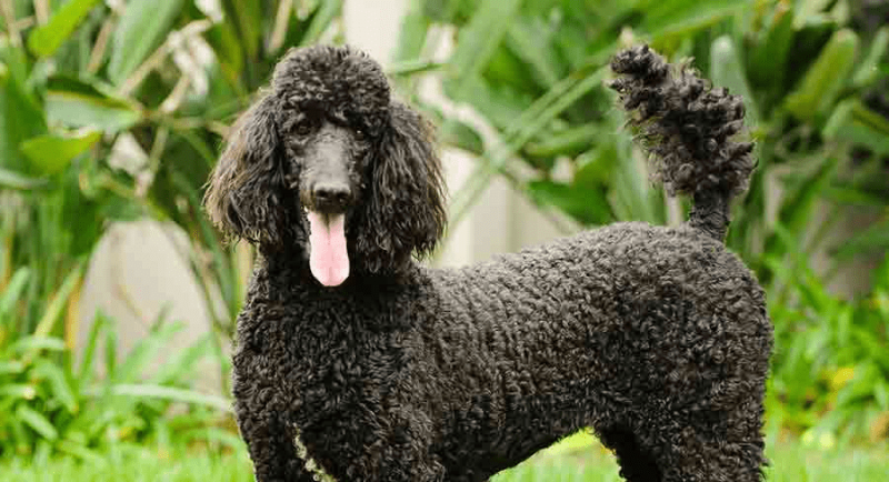 Poodle Dogs - The Comprehensive Poodle Guide