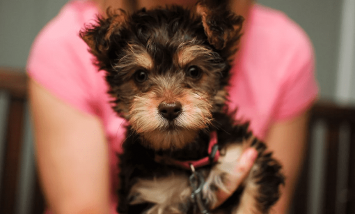Yorkipoo Dogs - The In-Depth Dog Breed Guide