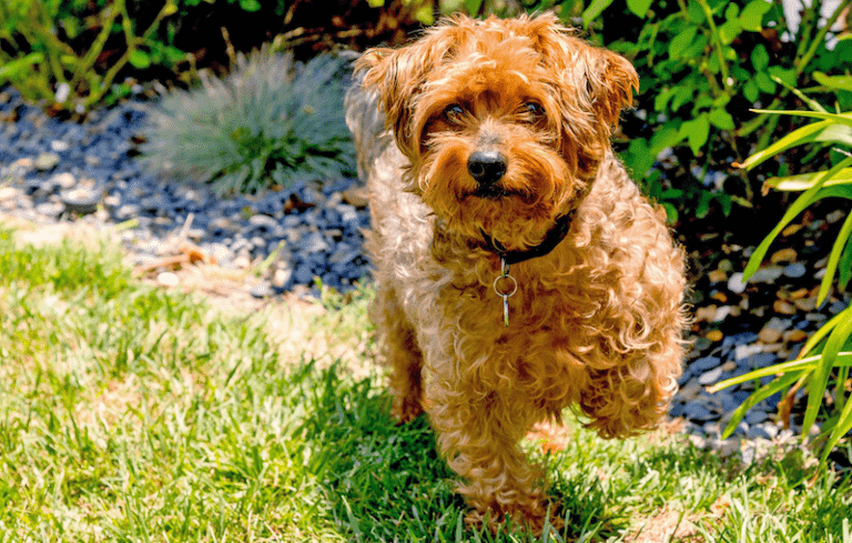 Yorkipoo Dogs - The In-Depth Dog Breed Guide
