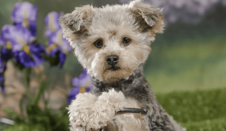 Yorkipoo Dogs - The In-Depth Dog Breed Guide