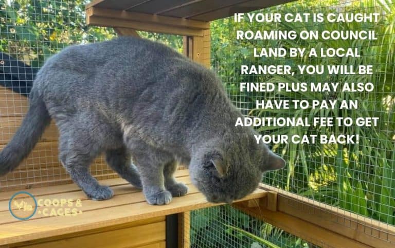 Get All The Cat Curfew Info For Australian Cities & Councils