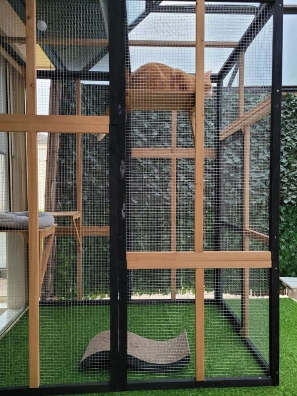 What Is A Catio, And Does My Cat Really Need One?