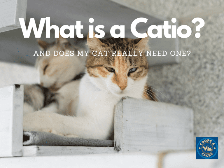 What Is A Catio, And Does My Cat Really Need One?