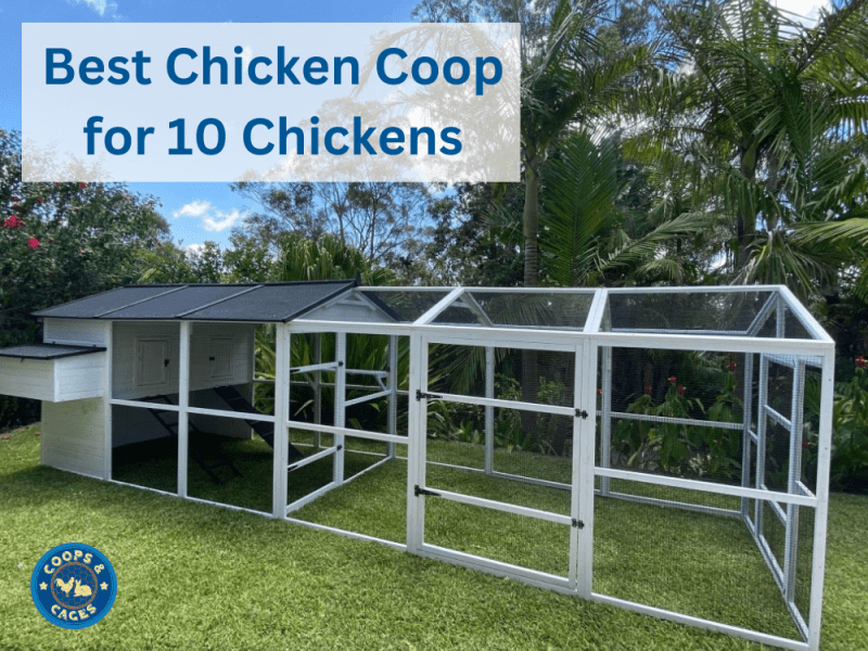 Buy The Best Chicken Coop For 10 Chickens | Coops And Cages